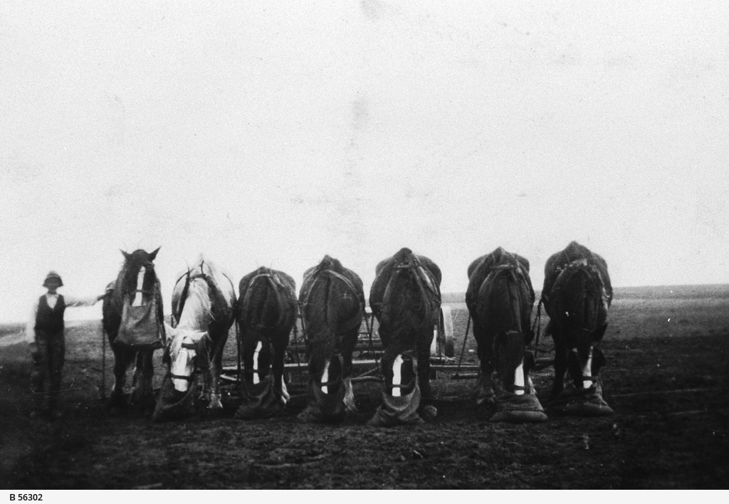 Team of work horses • Photograph • State Library of South Australia