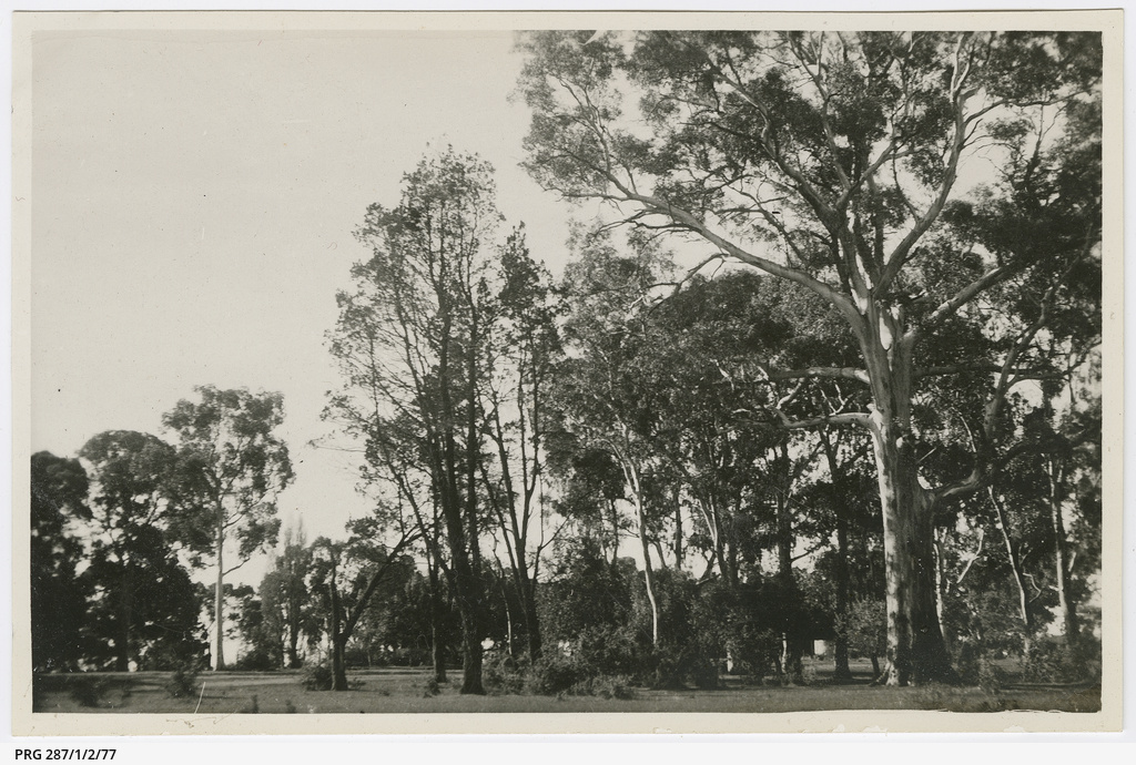Brookside at Magill • Photograph • State Library of South Australia