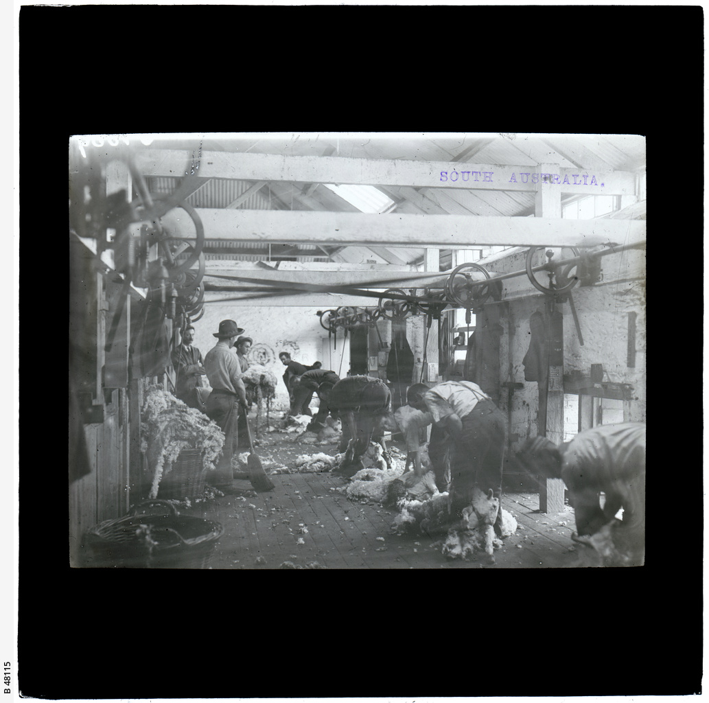 Inside a shearing shed • Photograph • State Library of South Australia