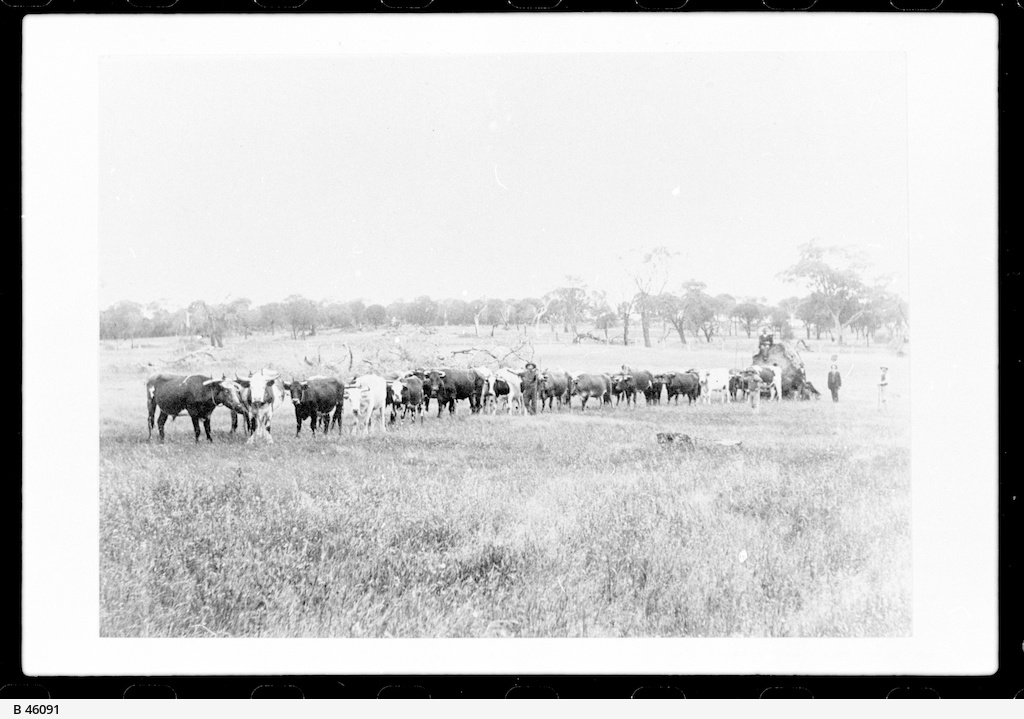 Bullock teams hauling timber • Photograph • State Library of South ...