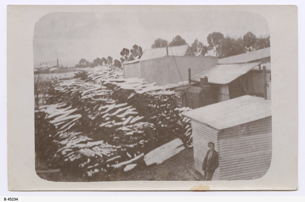 Freeling • Photograph • State Library of South Australia