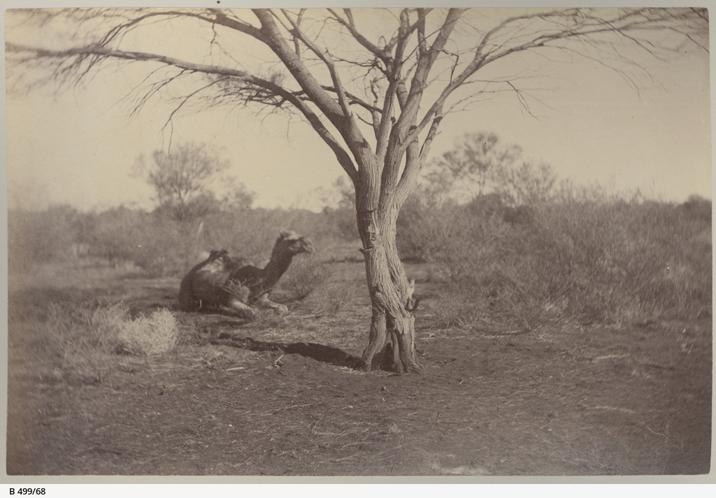 Mulga Tree • Photograph • State Library of South Australia