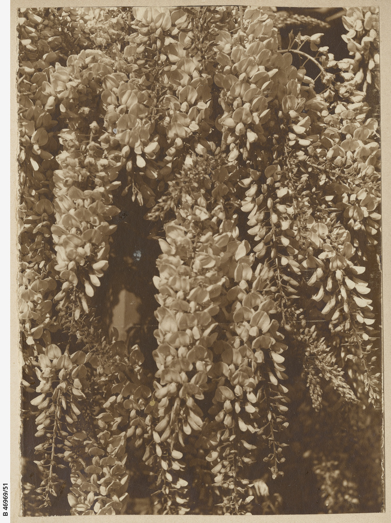 Album of photographs of the Radcliffe family and their surrounds ...