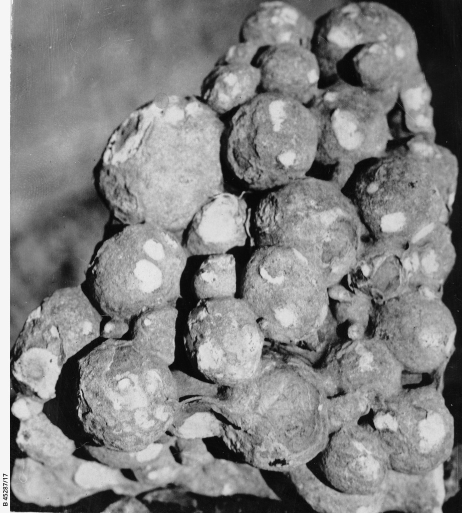 Views of Ooldea : rocks • Photograph • State Library of South Australia