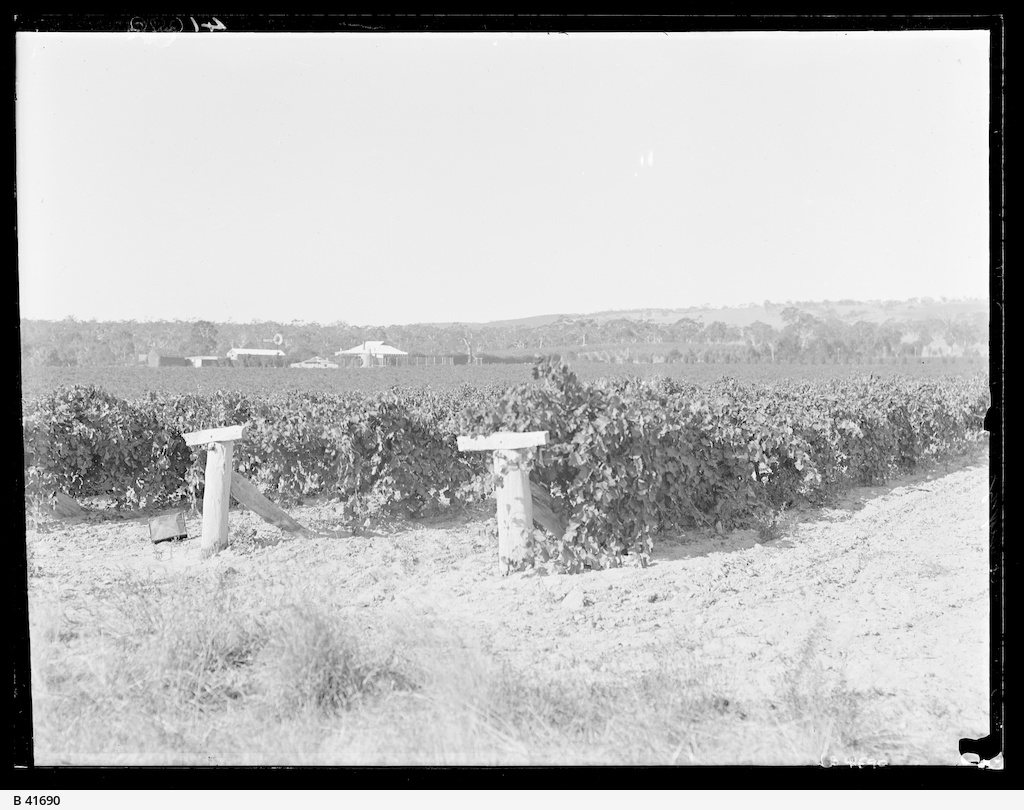 "Tatachilla" Vineyards • Photograph • State Library of South Australia