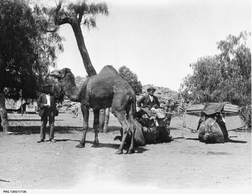 Camel team • Photograph • State Library of South Australia