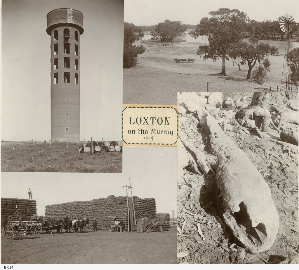 Loxton • Photograph • State Library of South Australia