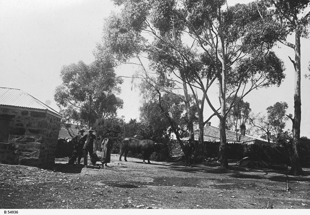 John Dunstan's farm • Photograph • State Library of South Australia