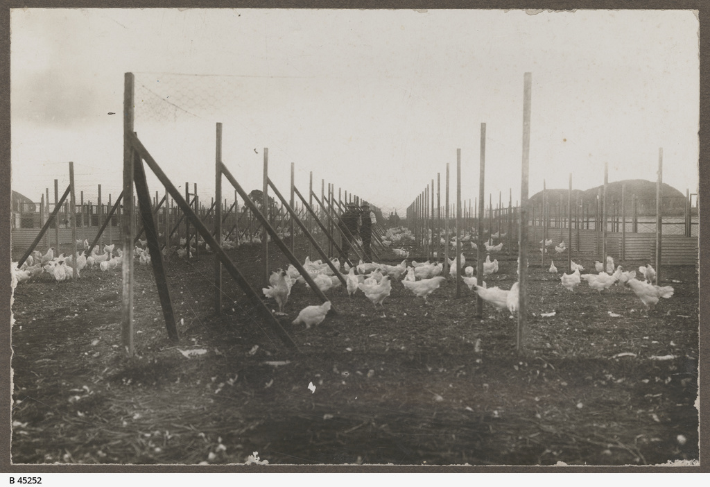 Freeling • Photograph • State Library of South Australia