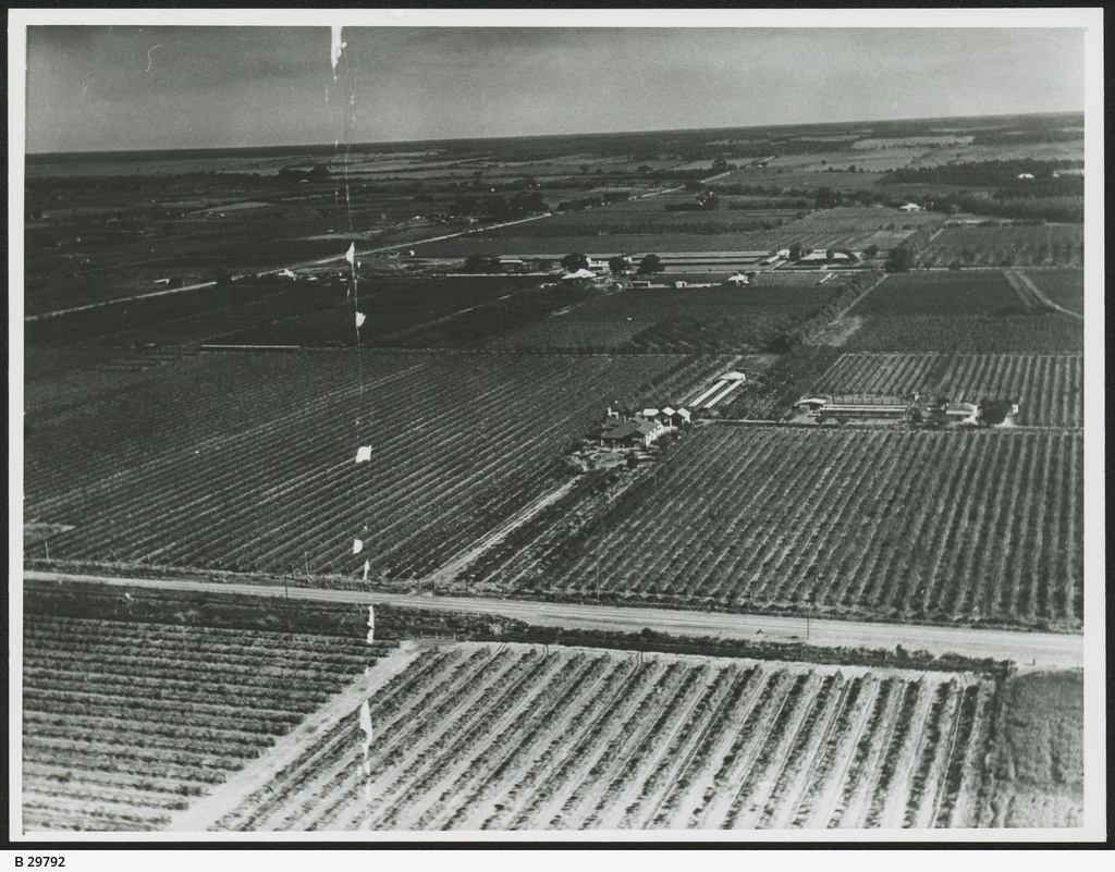Renmark • Photograph • State Library of South Australia