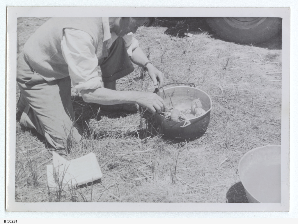 Fishing, Port MacDonnell • Photograph • State Library of South Australia