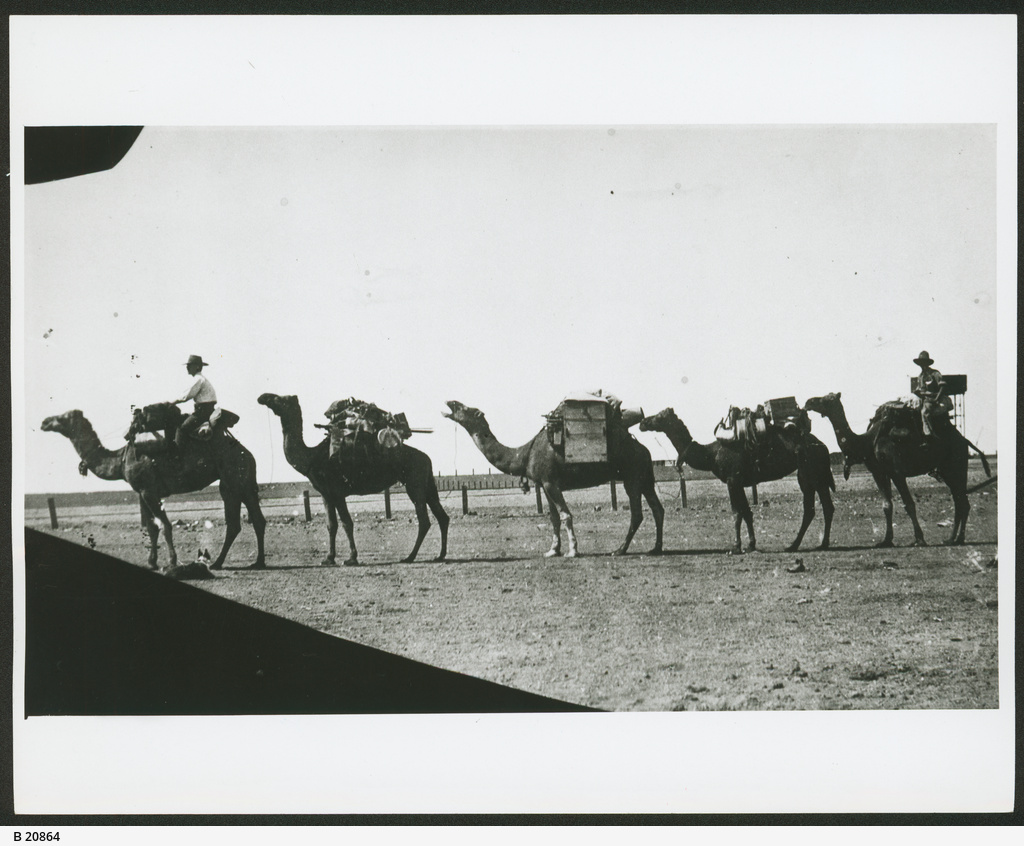 Camel Team • Photograph • State Library of South Australia
