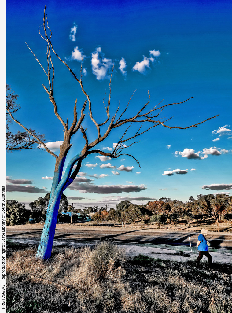 Blue Tree, Orroroo • Photograph • State Library of South Australia