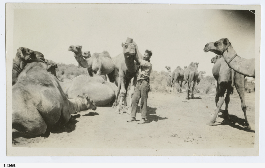 Camel Team at Yalata Station H • Photograph • State Library of South ...
