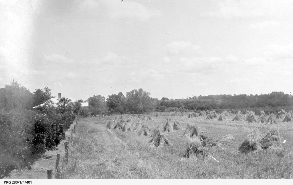 A wheat paddock, showing recently harvested grain neatly stacked ...