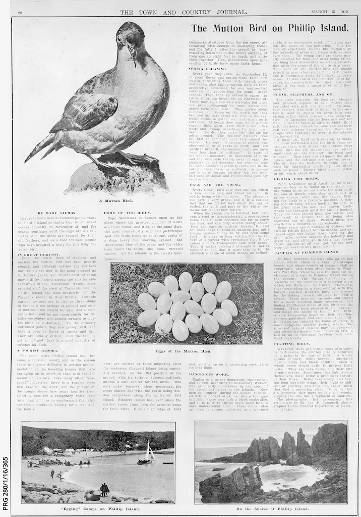 The mutton bird on Phillip Island: magazine article • Photograph ...