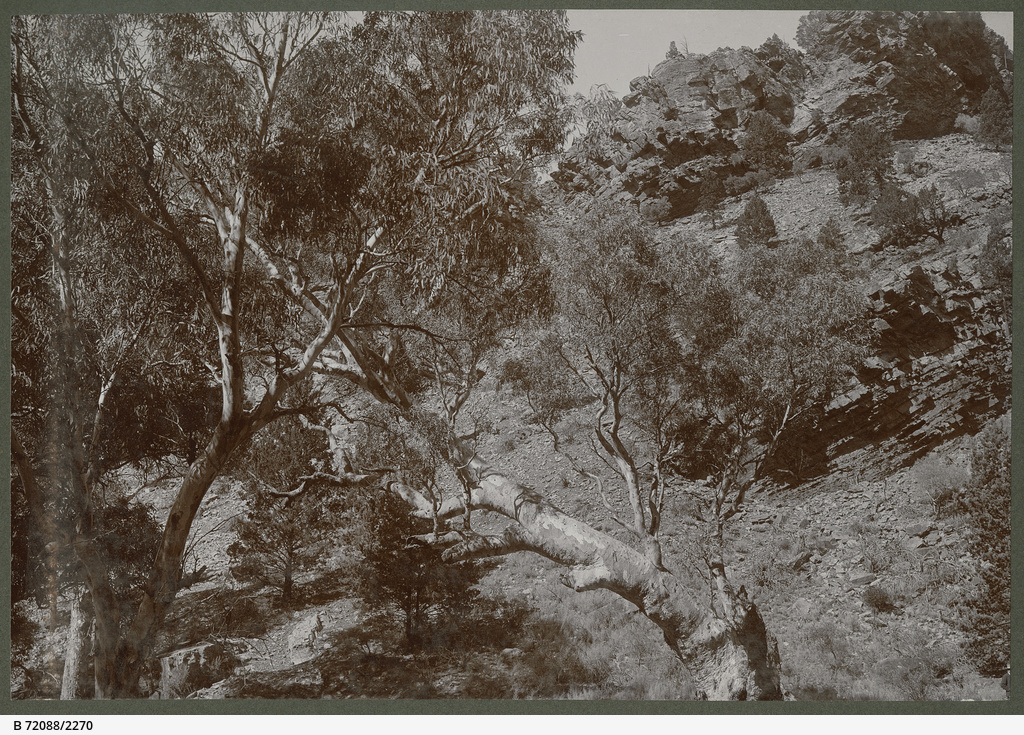 Photographs: [views of the northern Flinders Ranges] Volume 13 ...