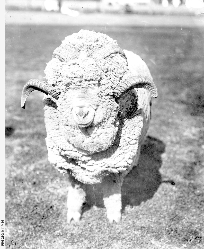 A merino ram in South Australia • Photograph • State Library of South ...