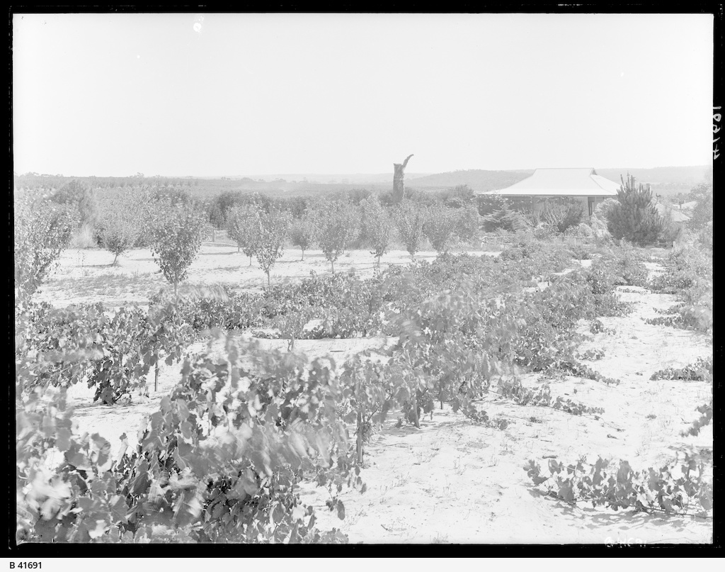 "Tatachilla" Vineyards • Photograph • State Library of South Australia