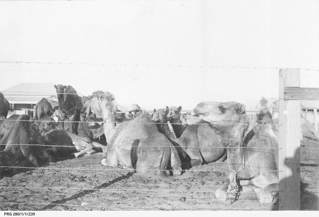 Resting camels in a stockyard at Port Augusta • Photograph • State ...