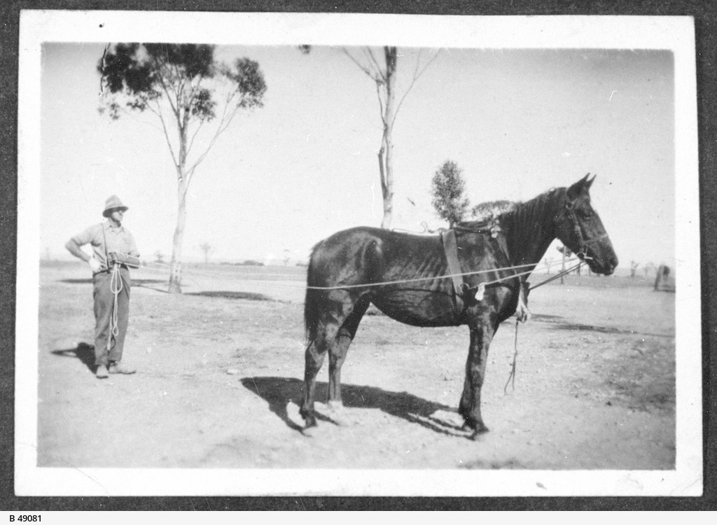 'Breaking in' a colt • Photograph • State Library of South Australia