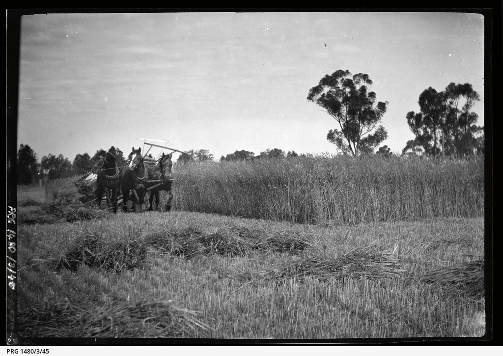 Eyre Peninsula logging and land clearing, and other scenes • Photograph ...
