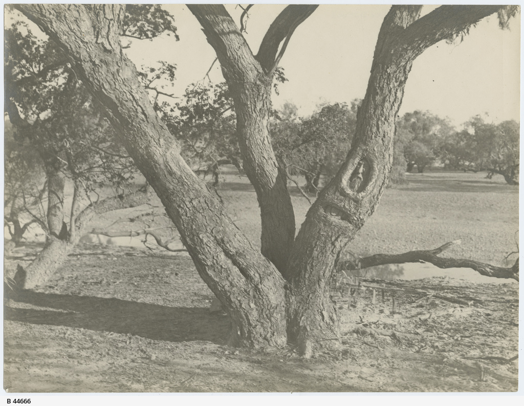 Burke's tree on the bank of Coopers Creek • Photograph • State Library ...