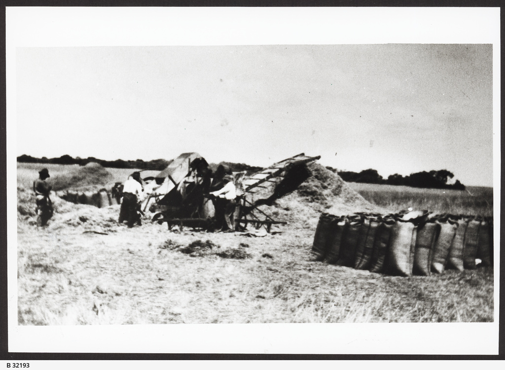 Clearing Grain, Warooka • Photograph • State Library of South Australia