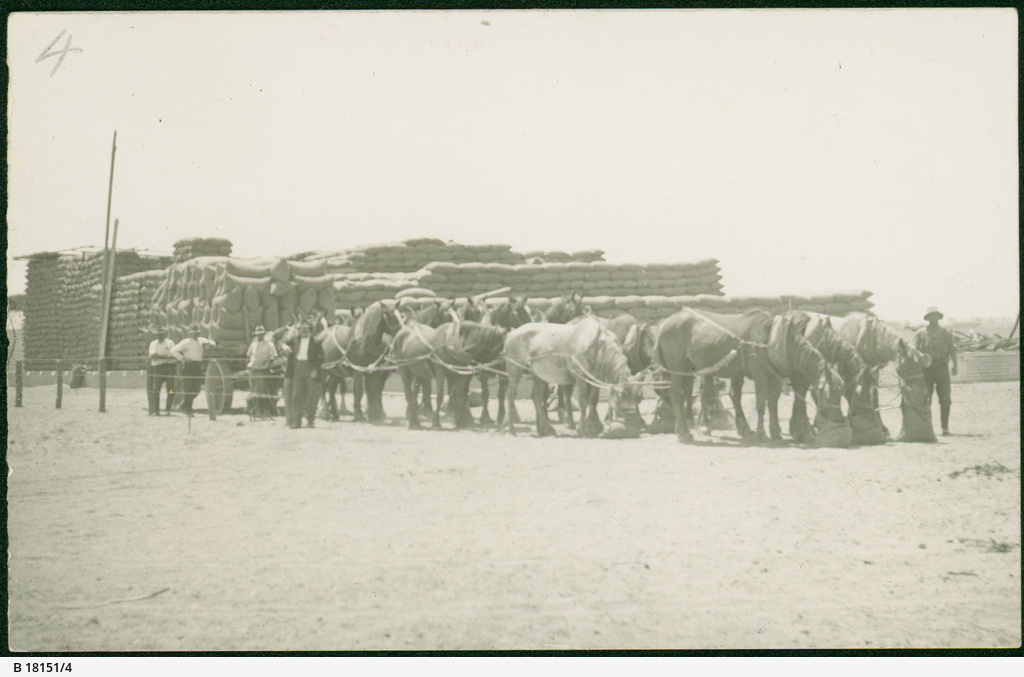 Penong • Photograph • State Library of South Australia