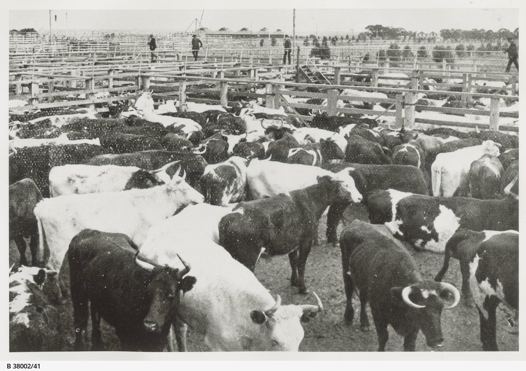 Gepps Cross Abattoir : Cattle yards • Photograph • State Library of ...