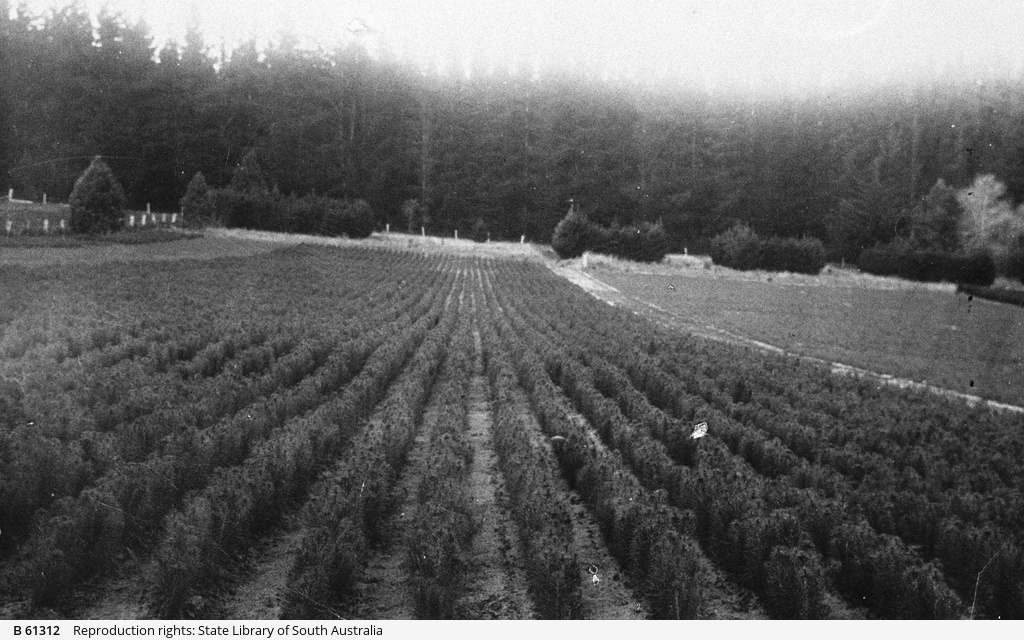 Mount Burr Forest Nursery • Photograph • State Library of South Australia