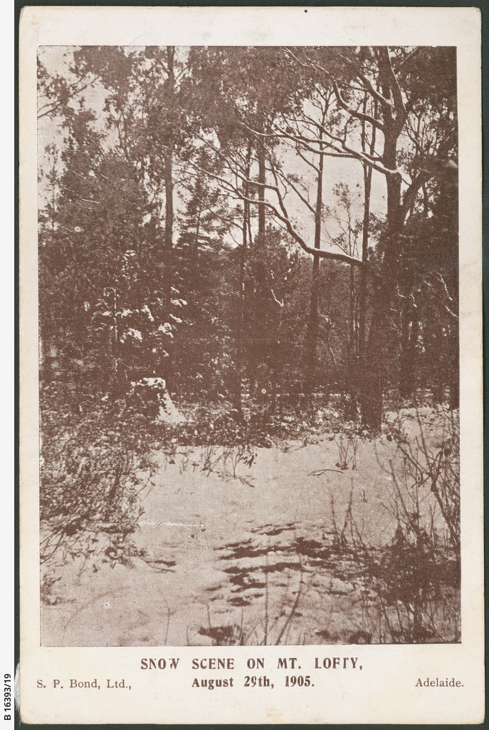 Snow at Mount Lofty • Photograph • State Library of South Australia