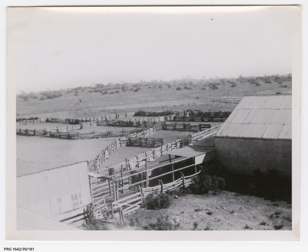 Sheep stations • Photograph • State Library of South Australia