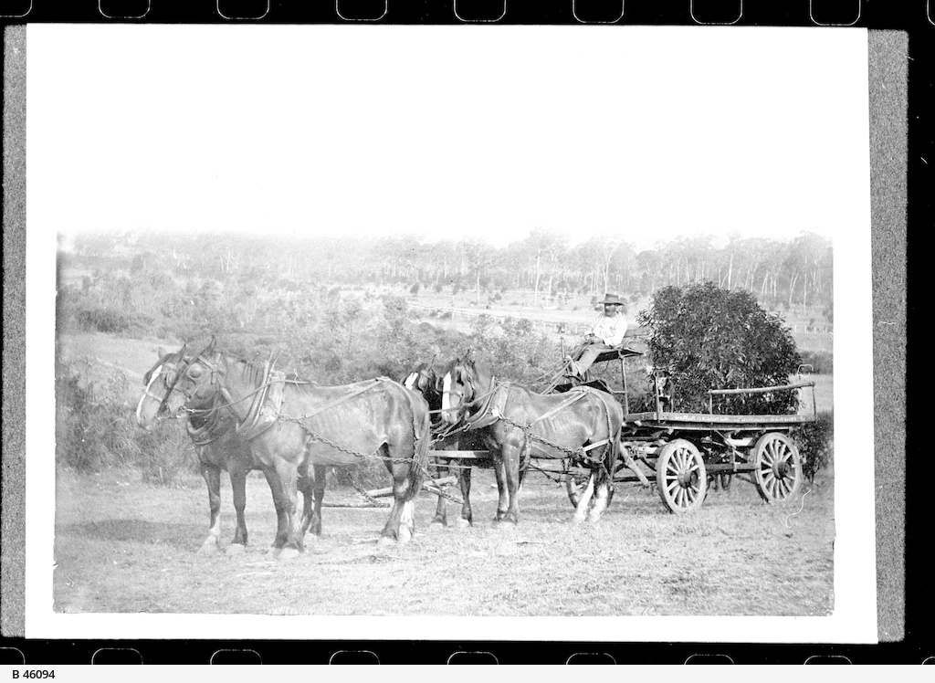Echunga • Photograph • State Library of South Australia