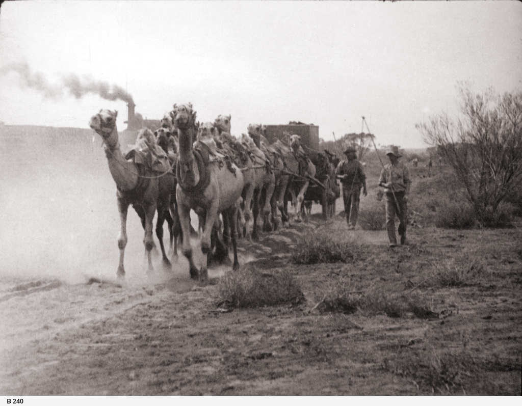 Camel Team • Photograph • State Library of South Australia