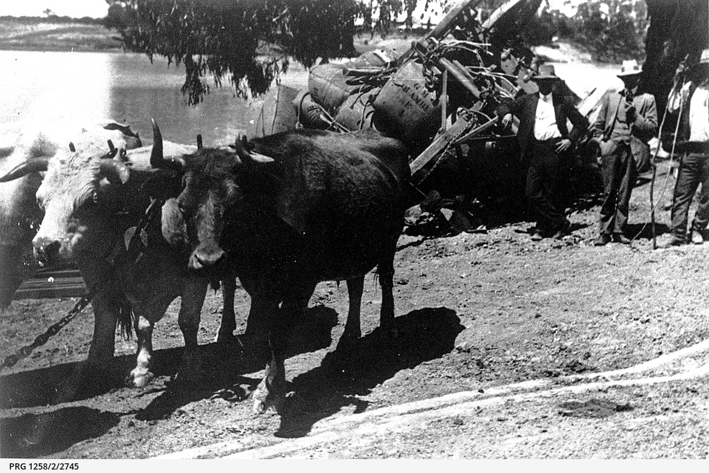 Bullock team with capsized load of wool at Wentworth Wharf • Photograph ...