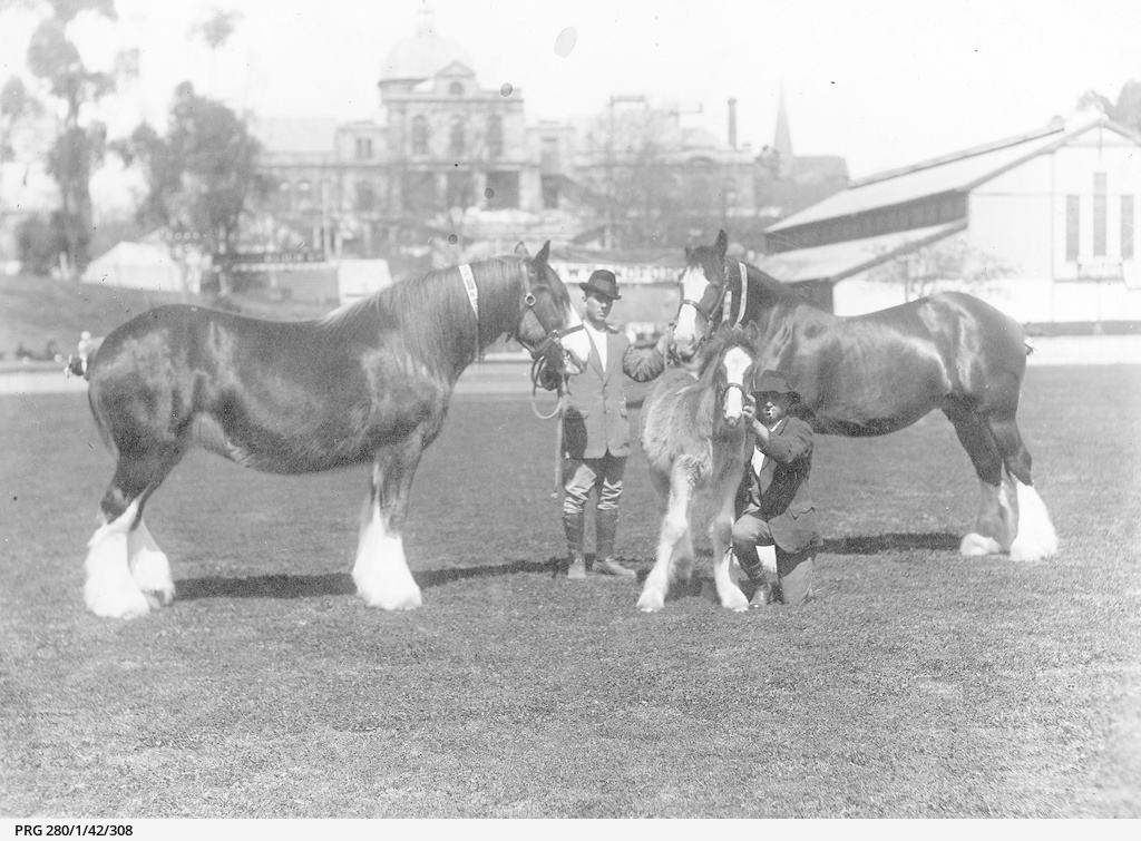 Prize winning draught horses • Photograph • State Library of South ...