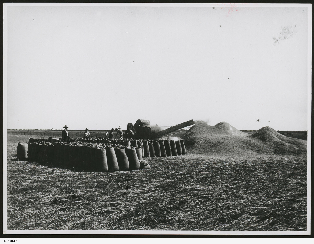 Cleaning Wheat • Photograph • State Library of South Australia