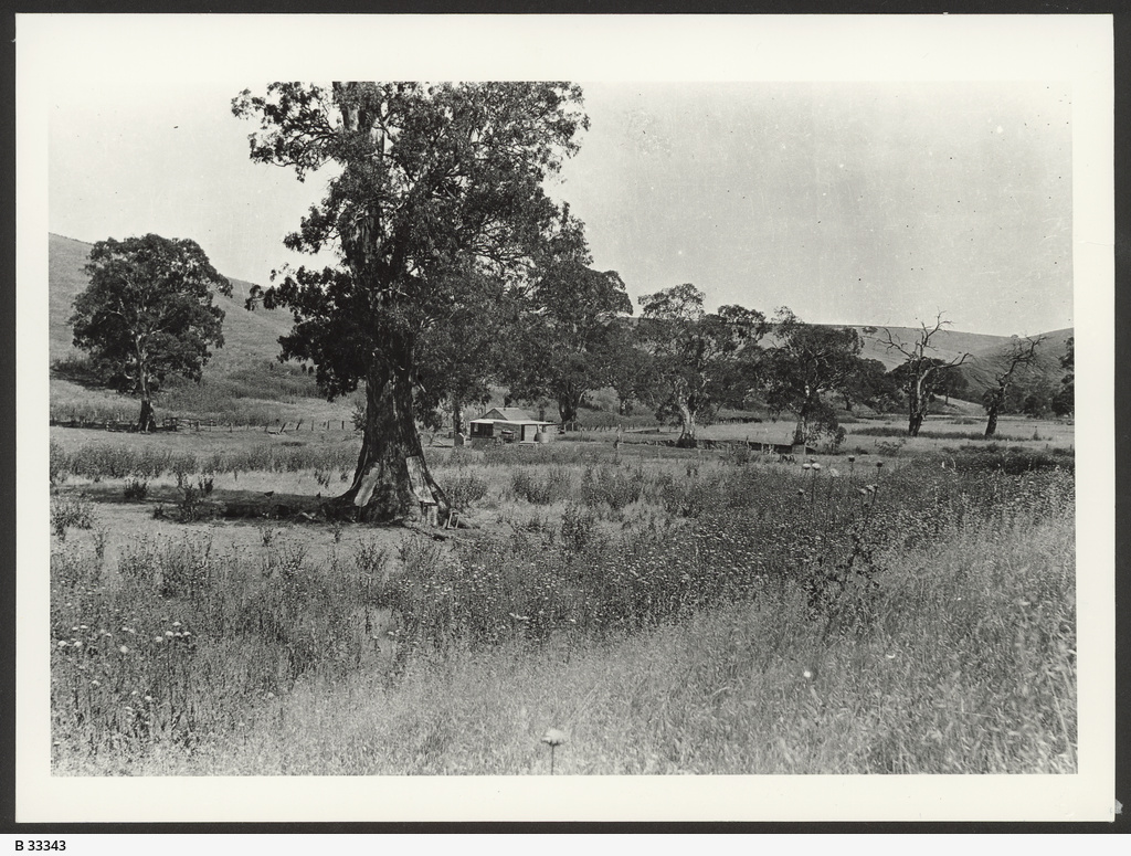Golden Grove • Photograph • State Library of South Australia