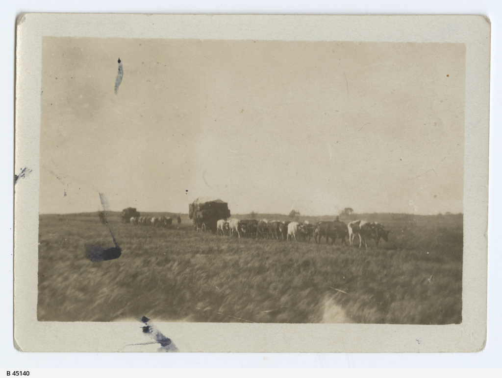 Coondambo Station • Photograph • State Library of South Australia