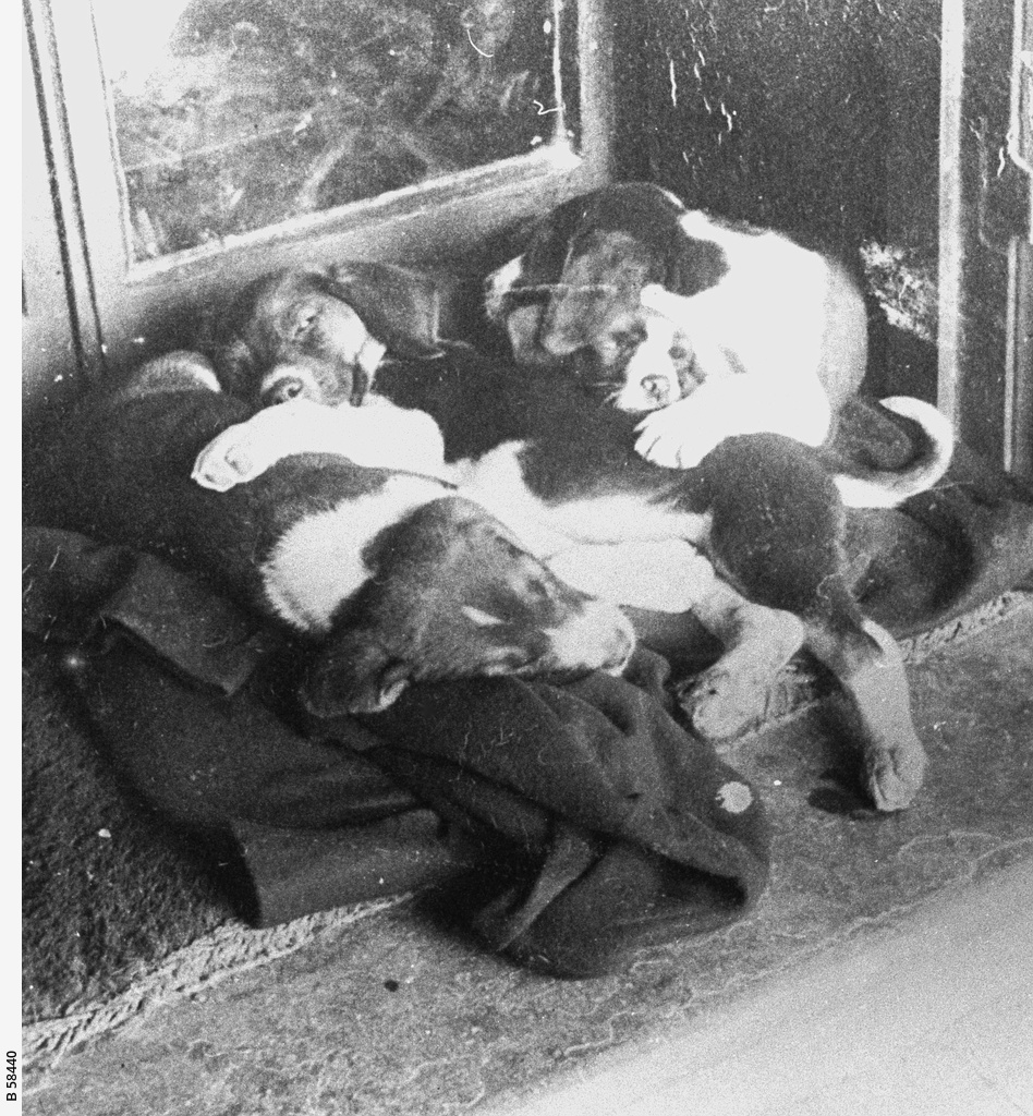 Beagle dogs belonging to Walter Reynell • Photograph • State Library of ...