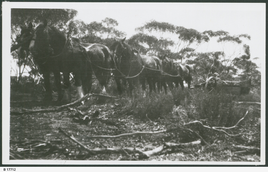 Clearing Scrub, Mercunda • Photograph • State Library of South Australia