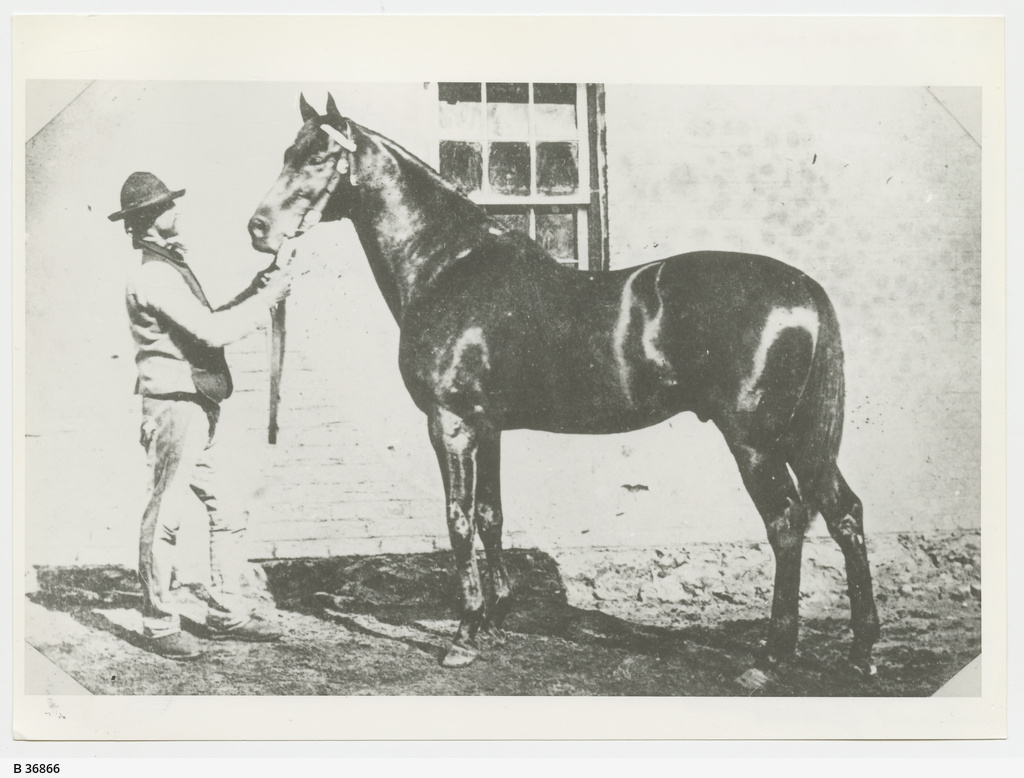 Prized horse: "Frank" • Photograph • State Library of South Australia