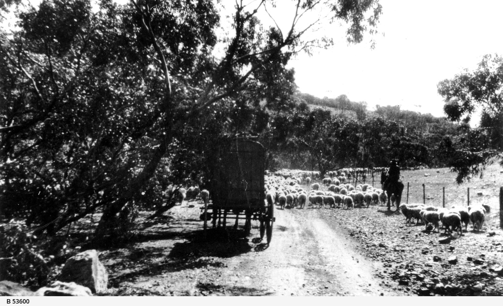 Droving sheep • Photograph • State Library of South Australia