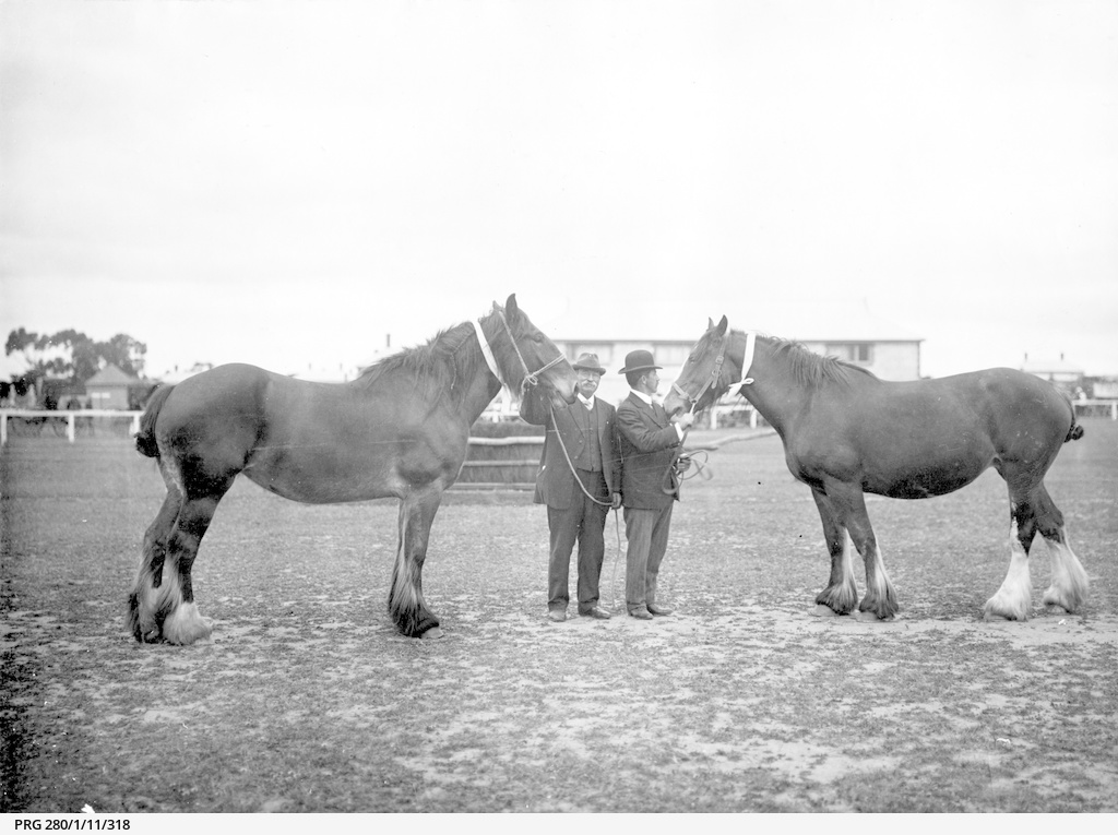 Two prize winning work horses in the ring at Strathalbyn show, South ...