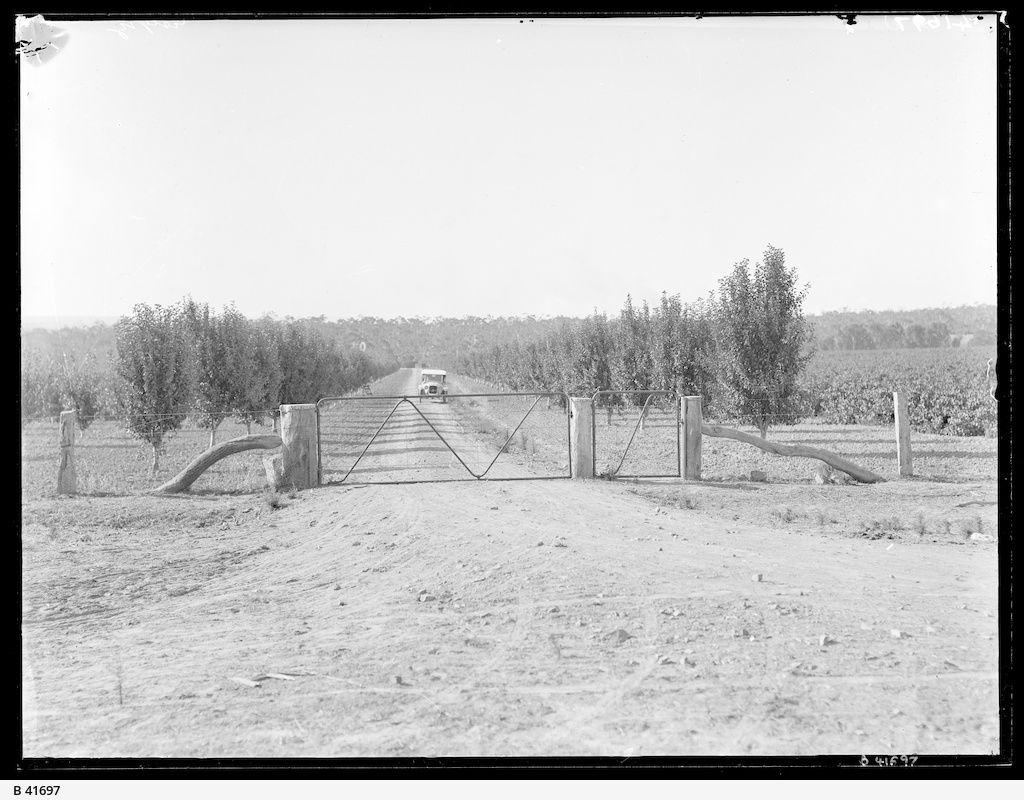 "Tatachilla " Vineyard • Photograph • State Library of South Australia