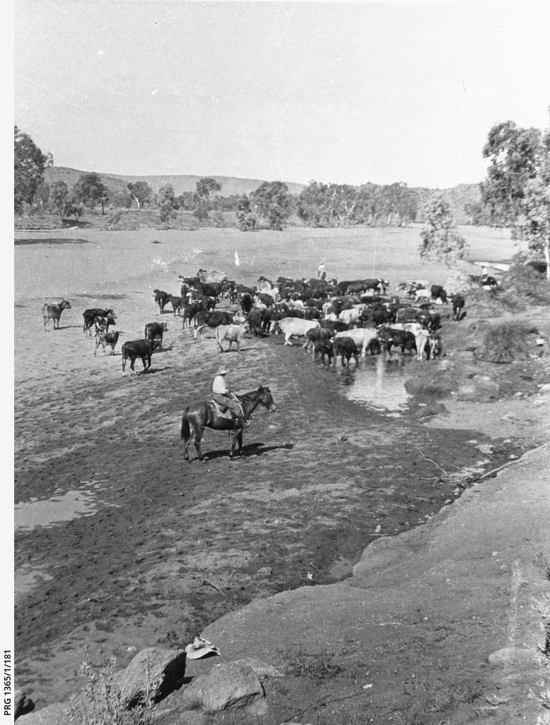 Mustering cattle • Photograph • State Library of South Australia
