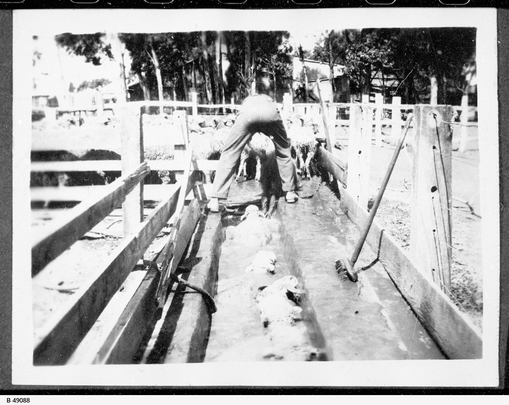 Farmer dipping sheep • Photograph • State Library of South Australia