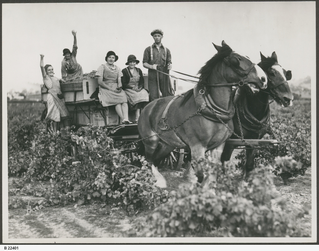 Carting grapes, Lyndoch • Photograph • State Library of South Australia