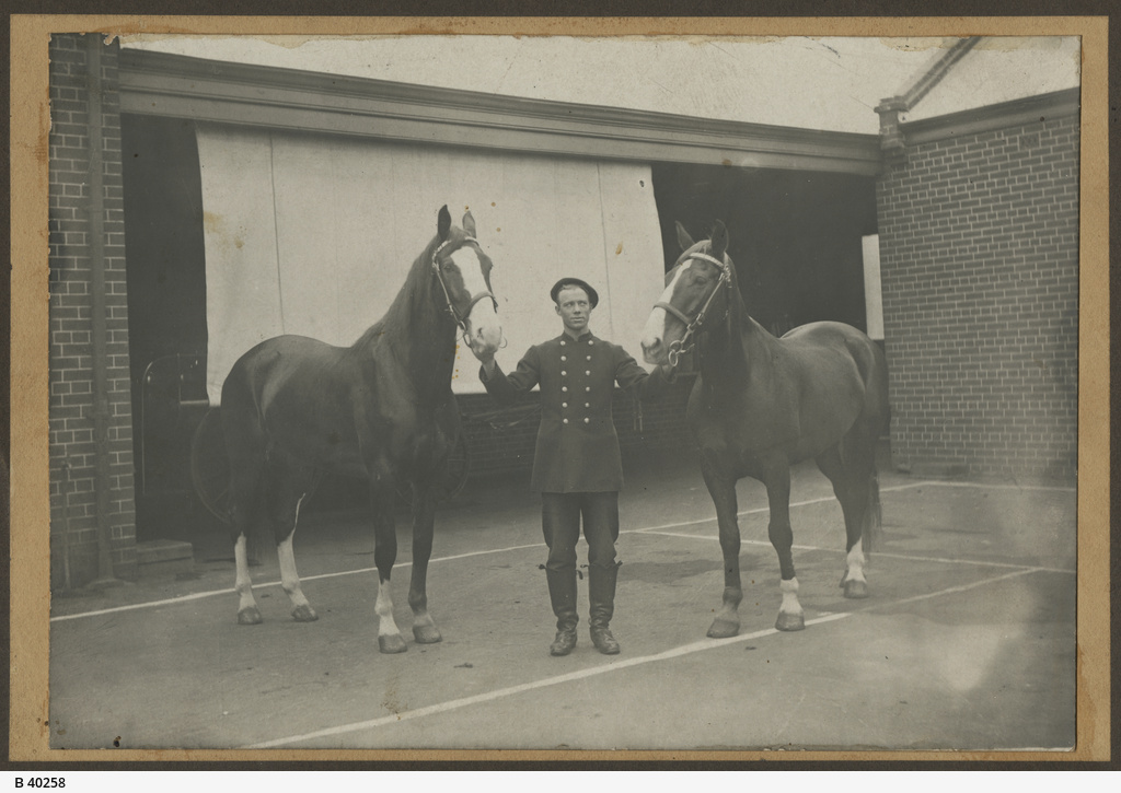 Fire Brigade Horses • Photograph • State Library of South Australia